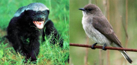 S.B Amazing Animals Blog: Honey Badger and the Honey Guide Bird