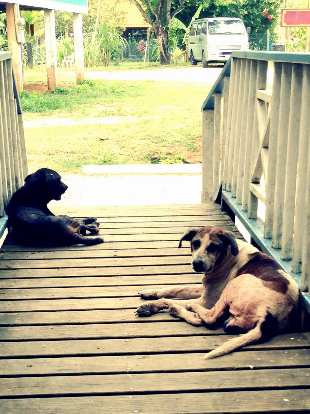 What I Learned In Roatan Honduras: Dogs on Roatan