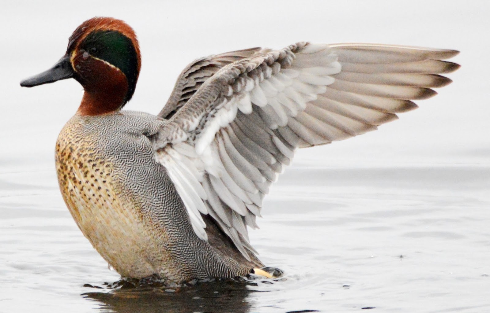 Jaumenatura: Cerceta común