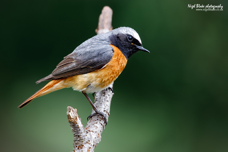 Nigel Blake nature photography: Some Welsh birds
