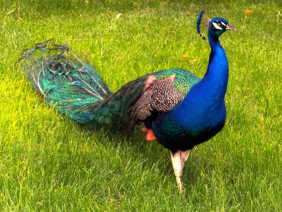 @Ricktattoosp: O Simbolismo do Pavão