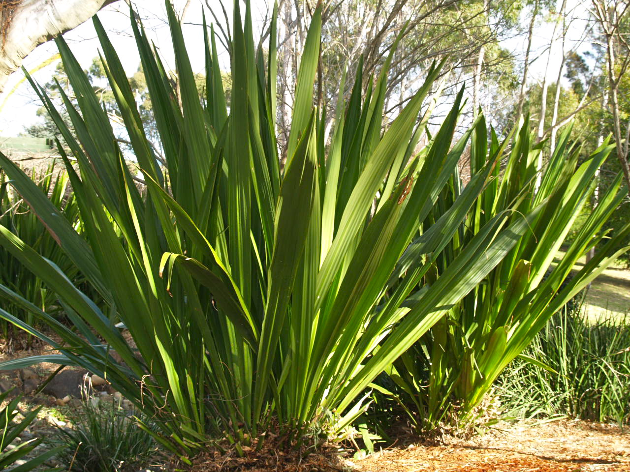 Florez Nursery: Doryanthes palmeri, Spear Lily