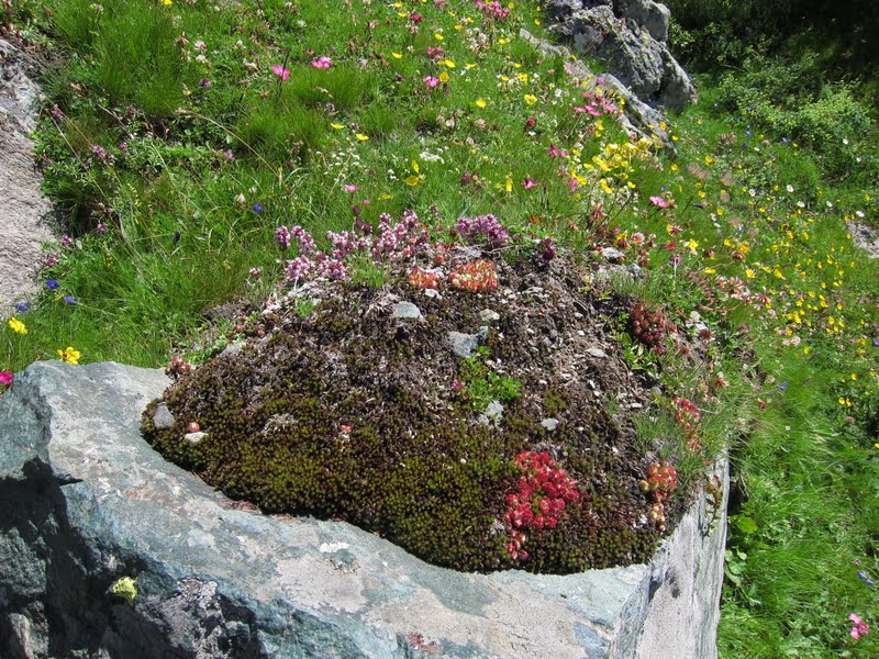 A LA RECHERCHE DE - IN SEARCH OF...: Miniature Alpines of So. GTA ...