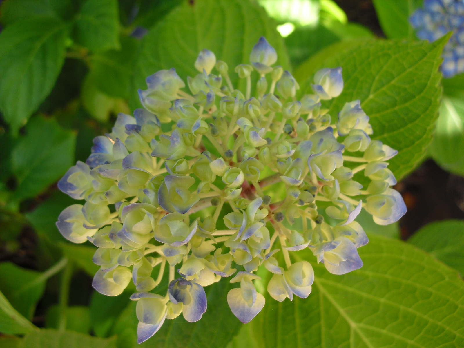 snow in the air: Hydrangea