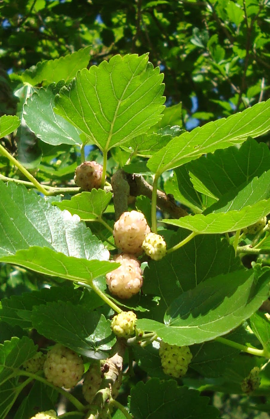 Princeton Nature Notes: White Mulberry