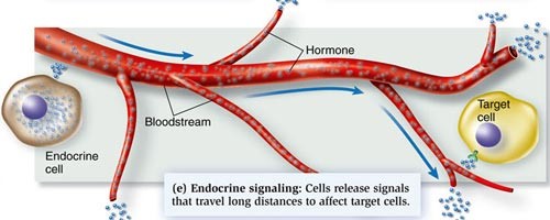 HUBUNGAN DAN INTERAKSI ANTAR SEL - ILMU BIOLOGI