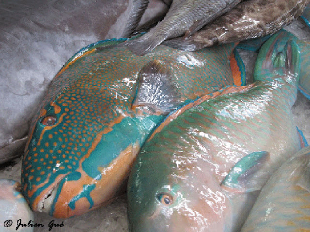 Tahiti, ses îles et autres bouts du monde: From raw fish up to exotic ...