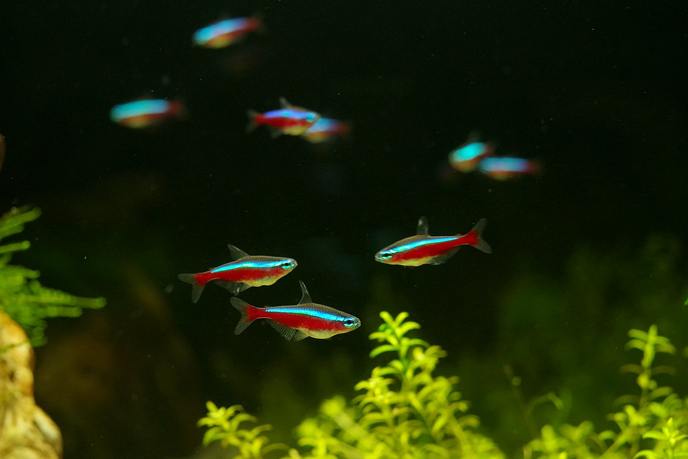 Rybki akwariowe - Neon czerwony - Fikusy, storczyki, bonsai, draceny, a ...