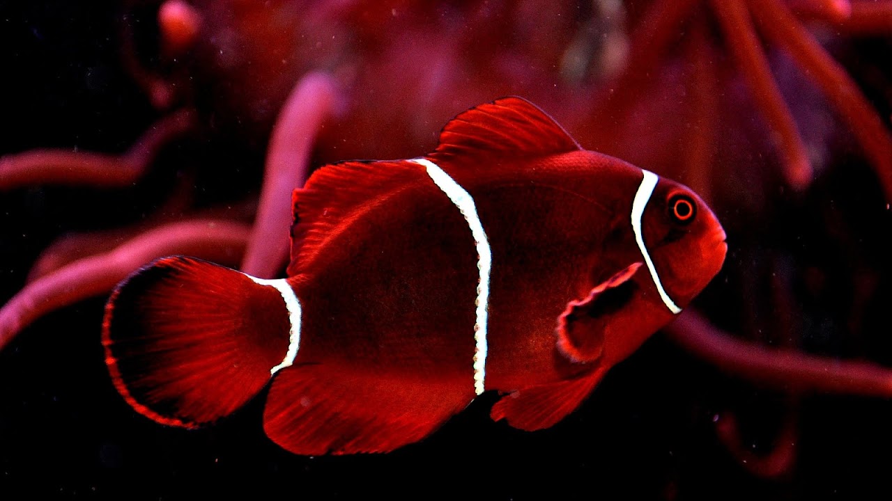 Red Sea clownfish - Fish Choices