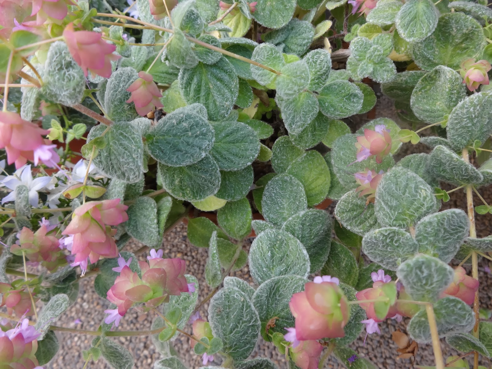 Zioła z Odległych Krain: Dittany of Crete, Origanum dictamnus ...