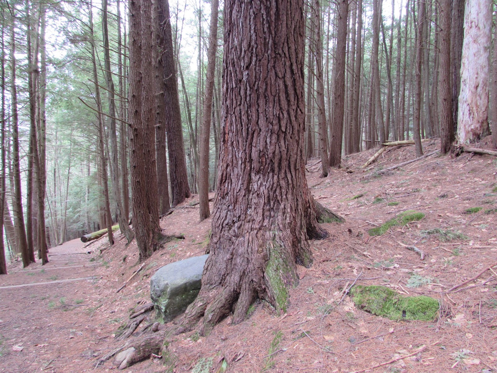 Cook Forest State Park: Tranquil Old Growth Forest, the Clarion River ...