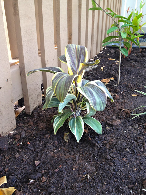 Small Things Bright and Beautiful: Ti Plants