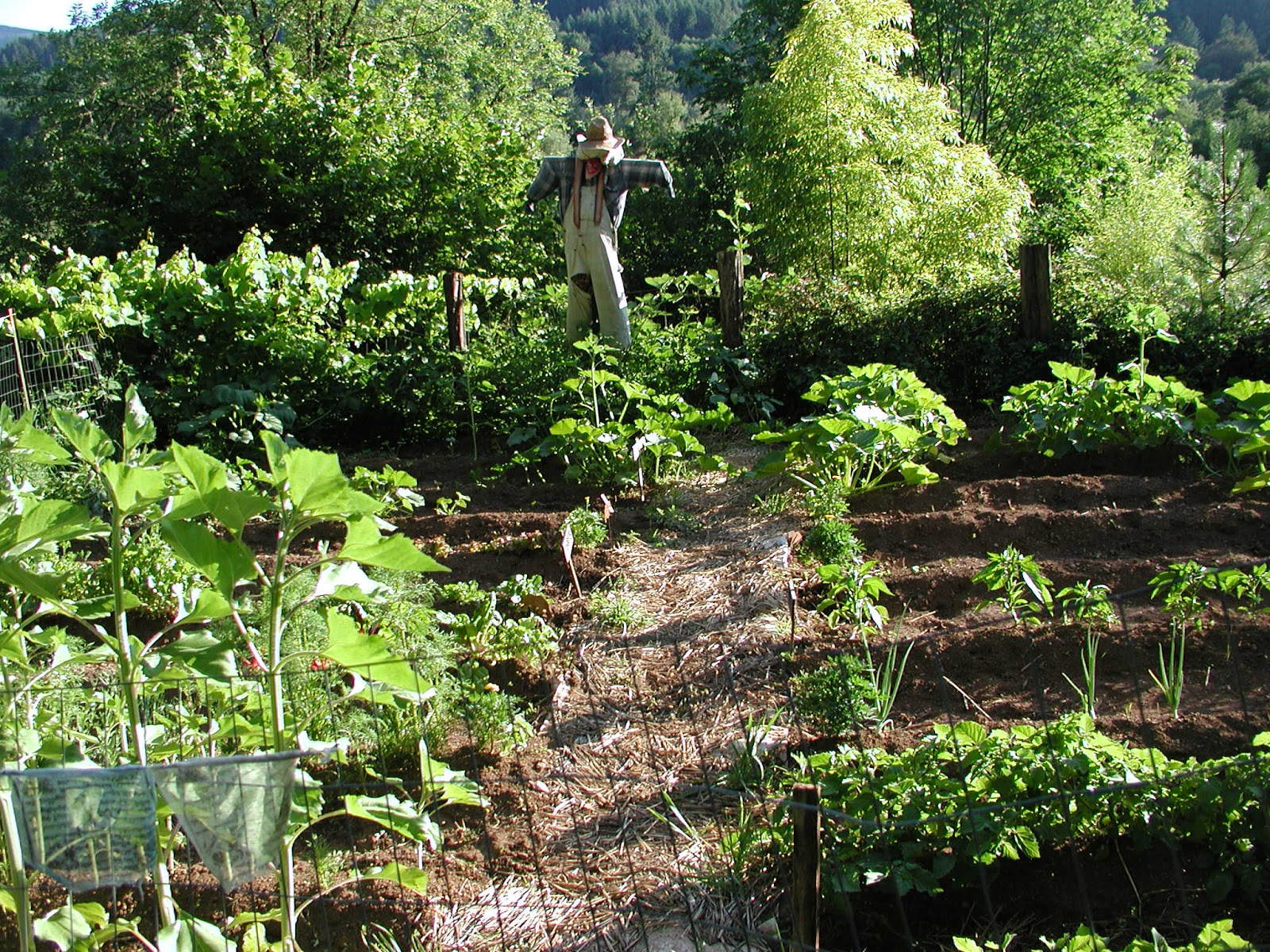 July on the Homestead - A Mountain Hearth