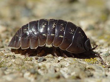 Woodlouse | The Life of Animals