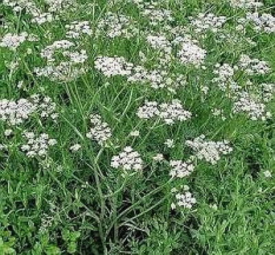 chimen planta medicinala-caraway herb | Farmacia Naturală