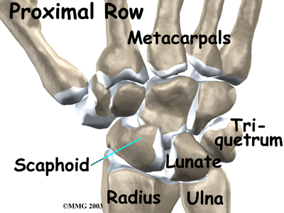 Scaphoid Fracture of the Wrist | The Ultimate Curiosity