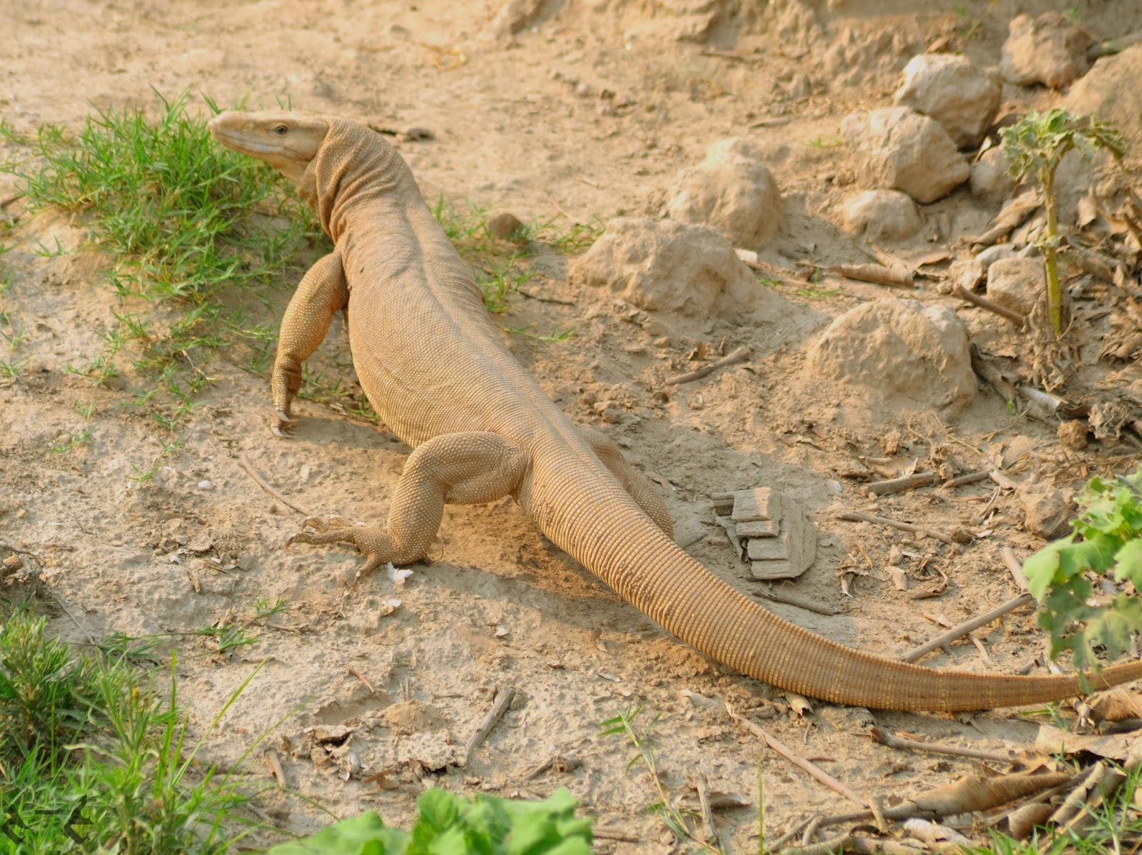 Bengal monitor- بنگالی گوہ | Wildlife of Pakistan