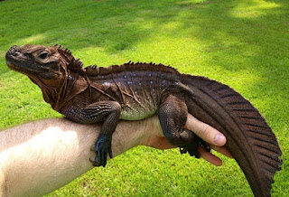 Soa Layar Sobek, Bisa Tumbuh Lagi? | Drh. Fira Sovica