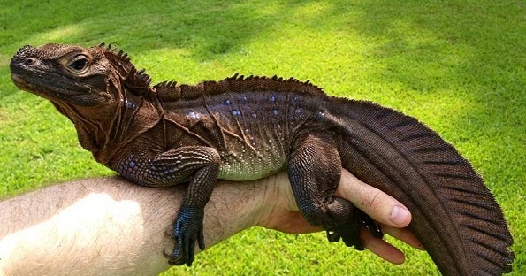 Soa Layar Sobek, Bisa Tumbuh Lagi? | Drh. Fira Sovica