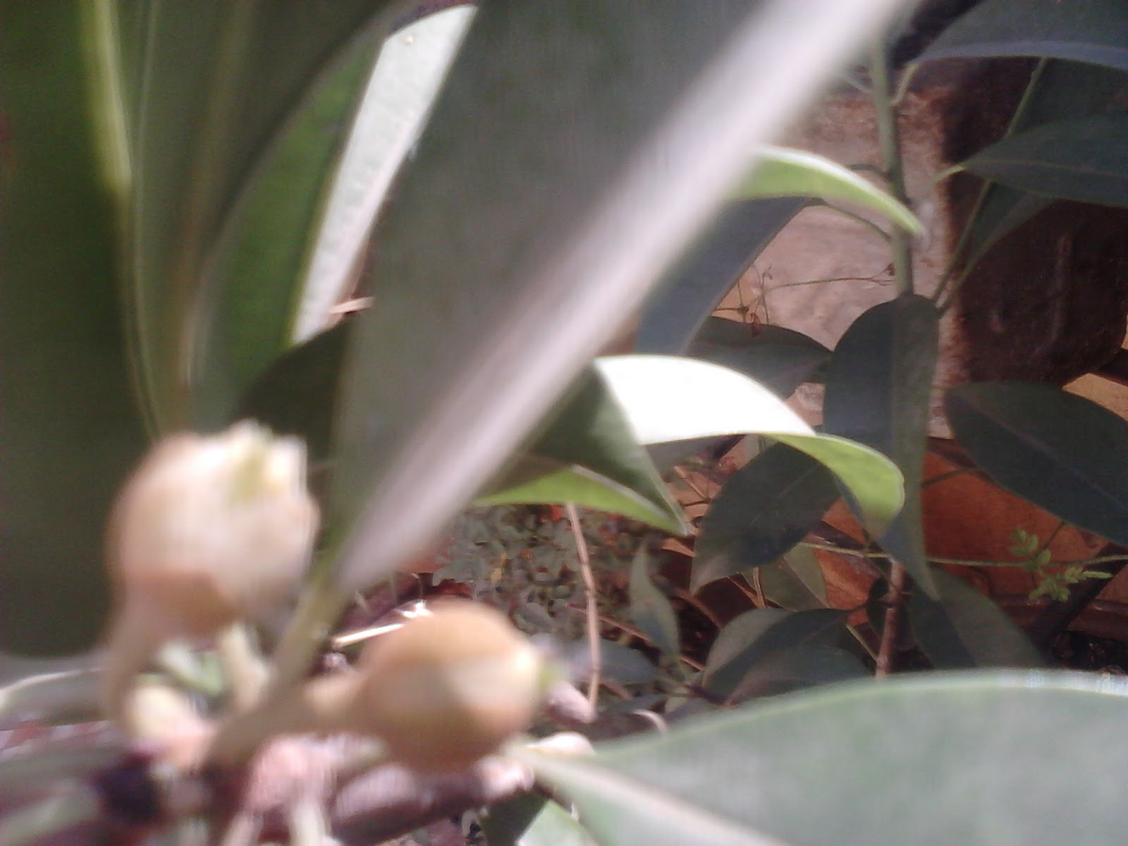 Garden Care Simplified: The Flowering of Chickoo Plant