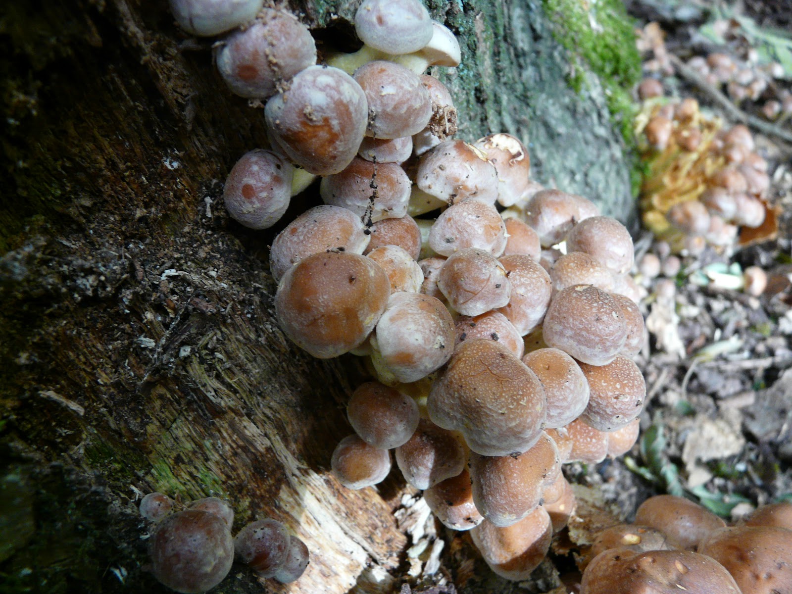 Tophill Low Nature Reserve: Fungi