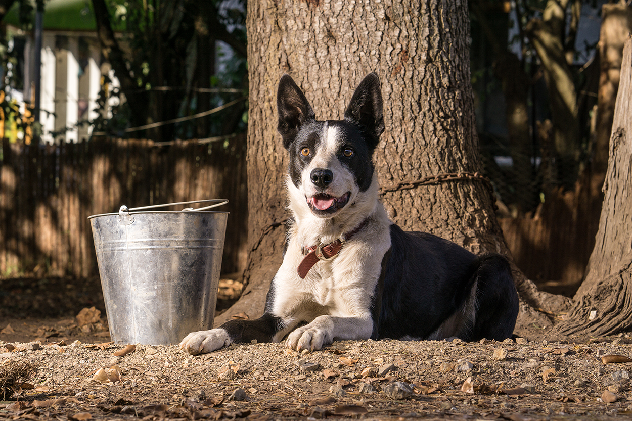 Backtrack Boys National Cinema Release - October 25 | Australian Dog Lover