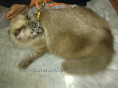Kucing Utara: Kucing Gemuk