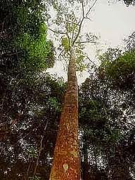 COPAi es Aceite puro de COPAiBA su MEDiCiNA EN CASA : EL ÁRBOL DE LA ...