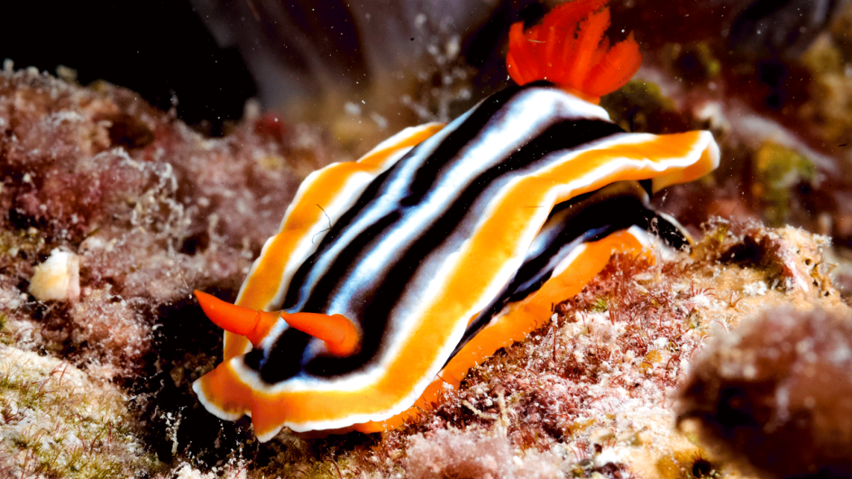 Nudibranchs Species