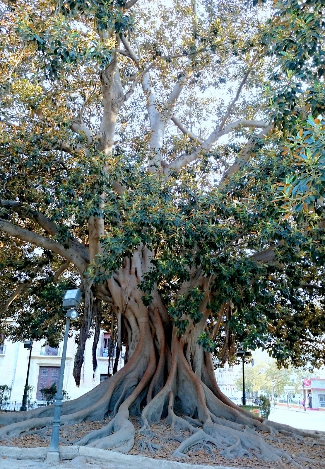 Árboles con alma: Ficus gigante. Higuera de la bahía de Moretón. (Ficus ...