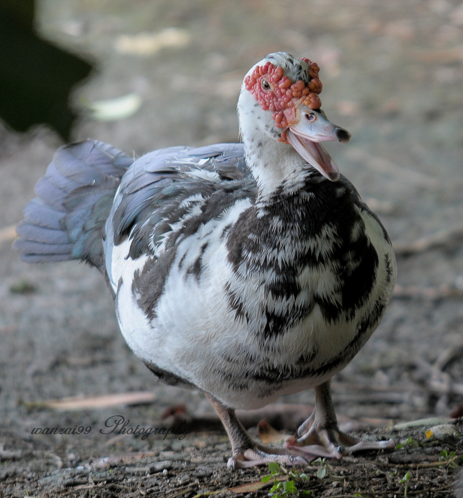 wanzai99 PHOTOGRAPHY: ITIK NILA