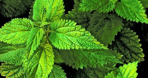 Vita Da Vivere - trucchi e curiosità: Macerato d'ortica: cos'è e a cosa ...