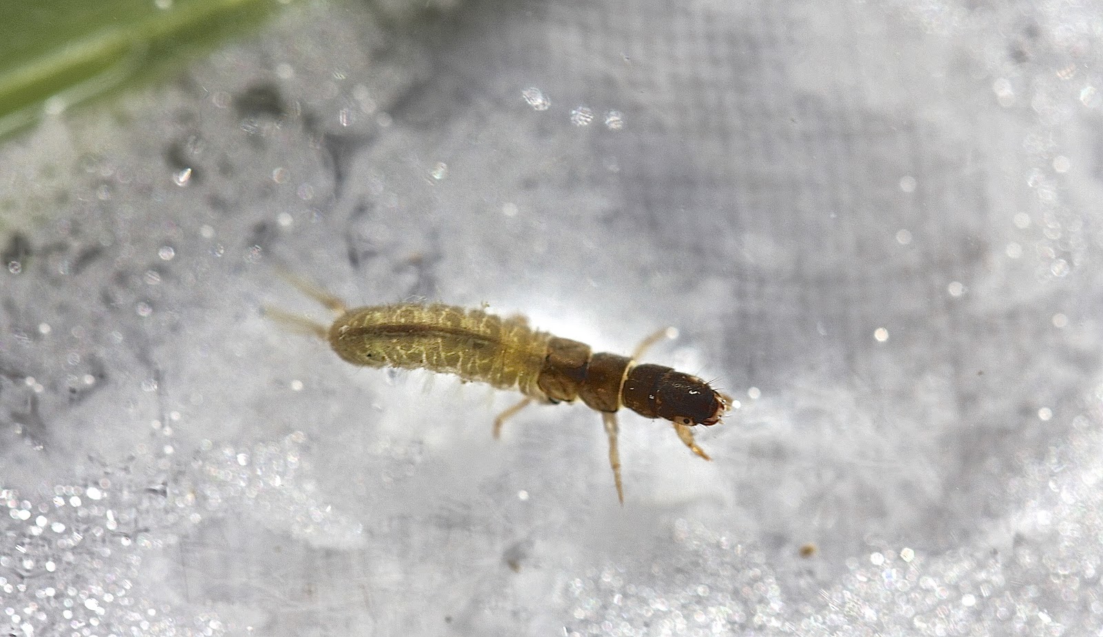 Aquatic Insects of Central Virginia: Cheumatopsyche: the common ...