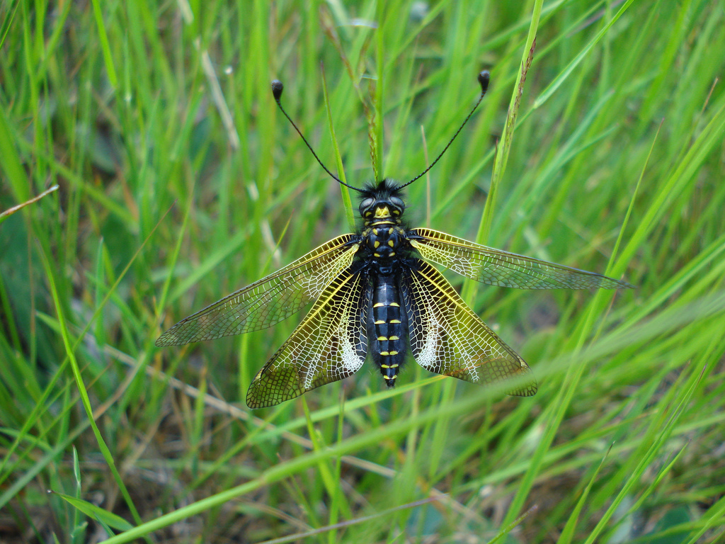 CON DA MARTA: Ascalaphidae