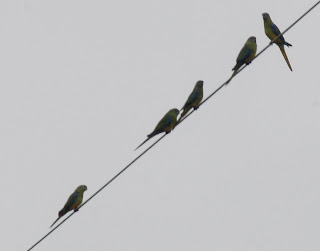 The Nature of Robertson: Turquoise Parrots on Nowra - Braidwood Road