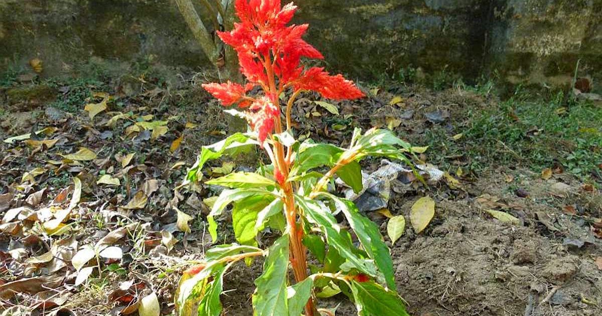 Medicinal Plants: Celosia argentea, Quail Grass, Silver spiked cockcomb ...