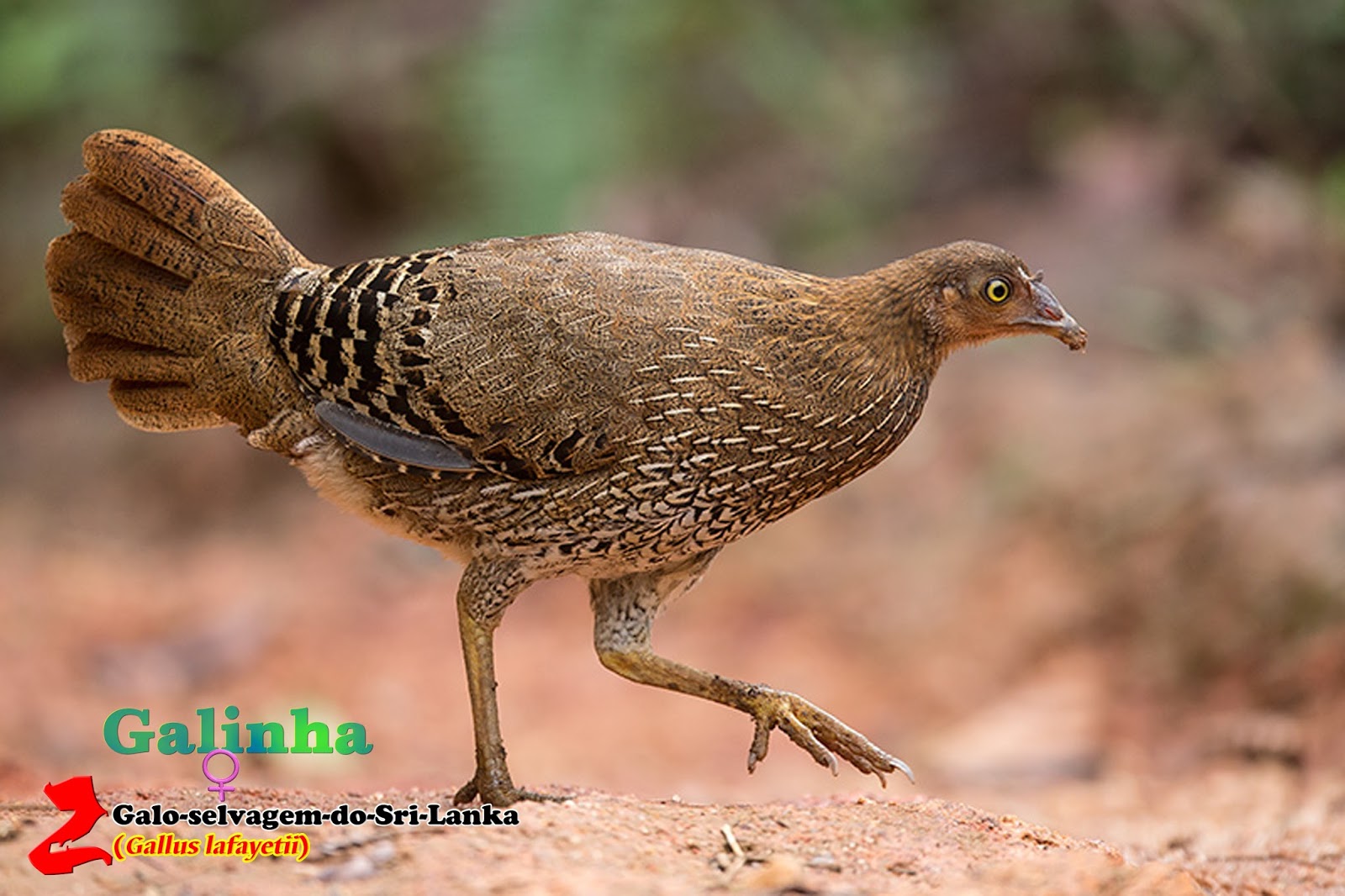 Zoologia: Galo-selvagem-do-Sri-Lanka (Gallus lafayettii)