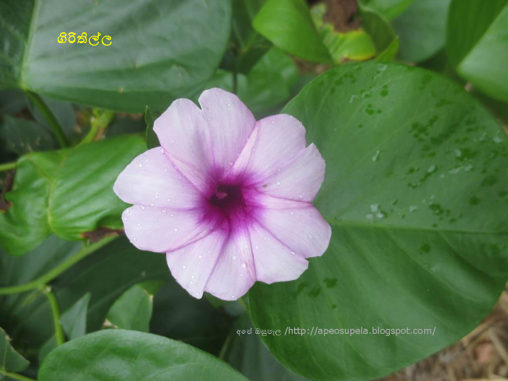 ගිරිතිල්ල [Giritilla] (Argyreia populifolia) ~ අපේ ඔසුපැළ Medicinal ...
