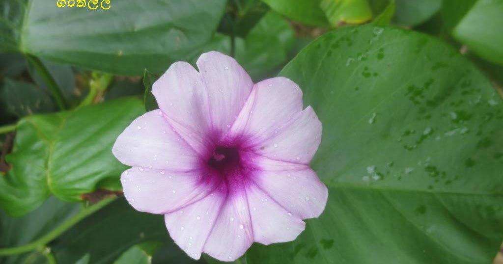 ගිරිතිල්ල [Giritilla] (Argyreia populifolia) ~ අපේ ඔසුපැළ Medicinal ...