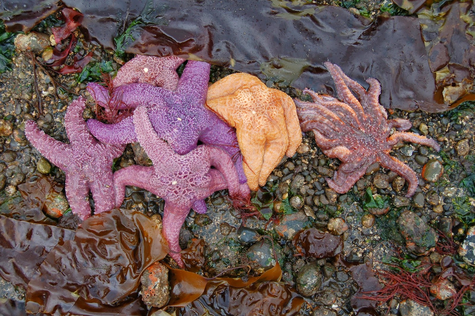 Protect Our Shoreline News: Sea Star (star fish) Wasting on Pickering ...