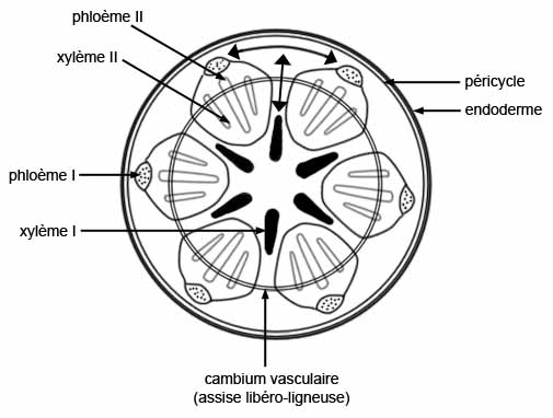 Le fonctionnement et le contrôle des cellules souches du cambium dévoilés
