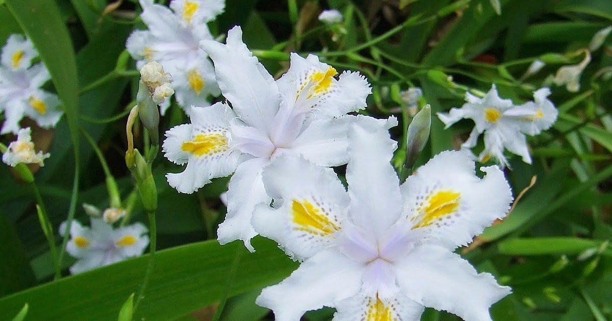 Iris Evansia, Iris Japonica, Crested Iris, NADA. ~ HERITAGE IRISES