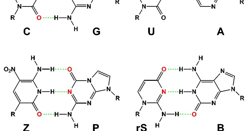 Hachimoji DNA and Evolution
