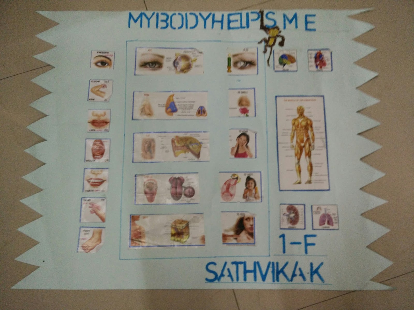 Dee Academy CBSE School Notes: Body parts chart by Sathvika - 1F