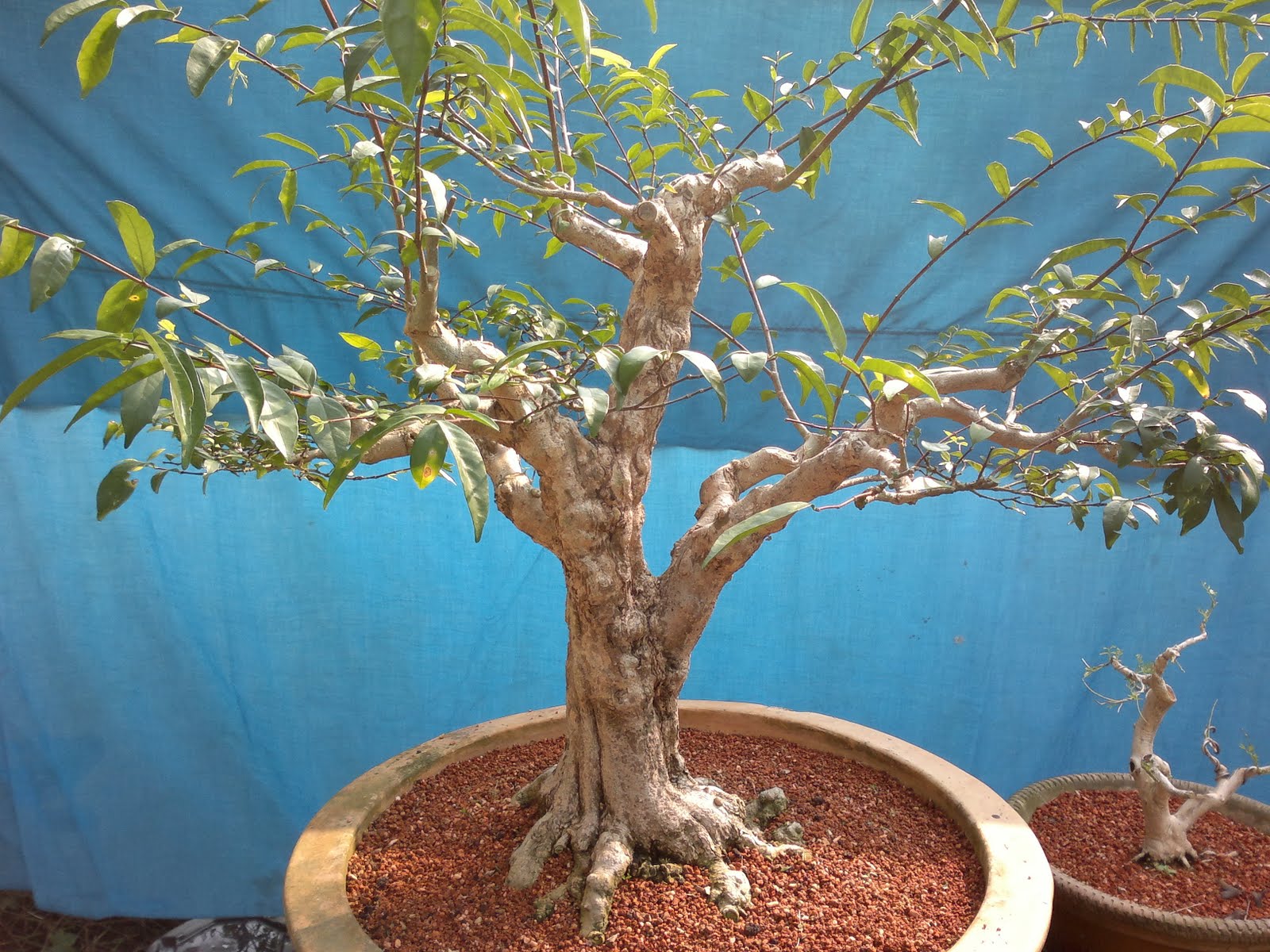 Mat Yie Garden: Santalia, Jeliti, Melati, Anting Putri, Wrightia Religiosa