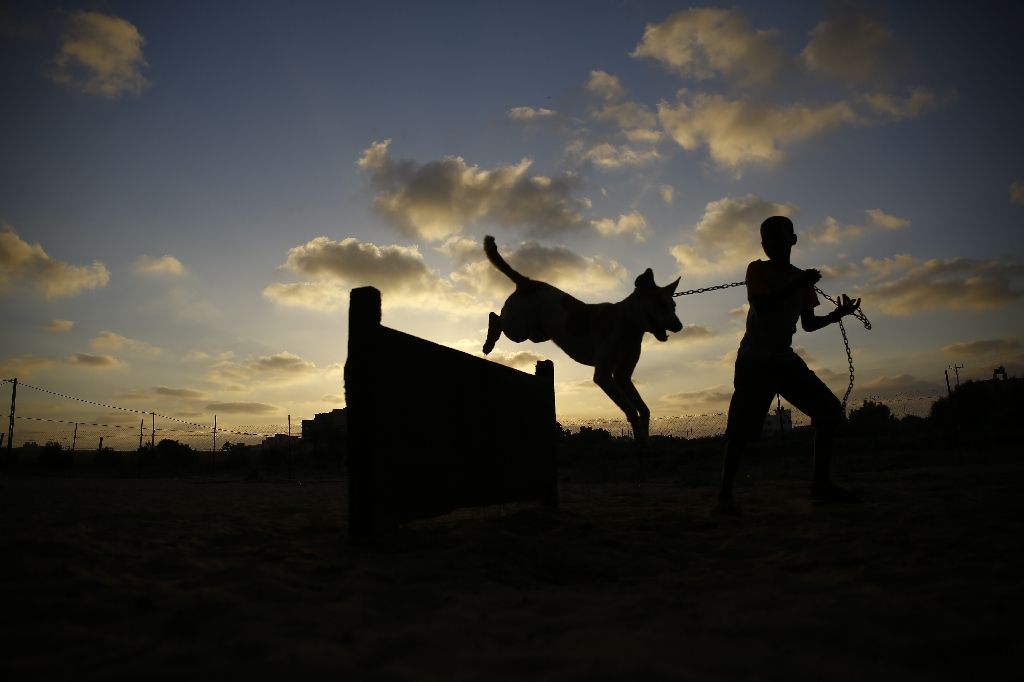 Cempaka Nature, Agriculture and Environment: Stray dogs find shelter in ...