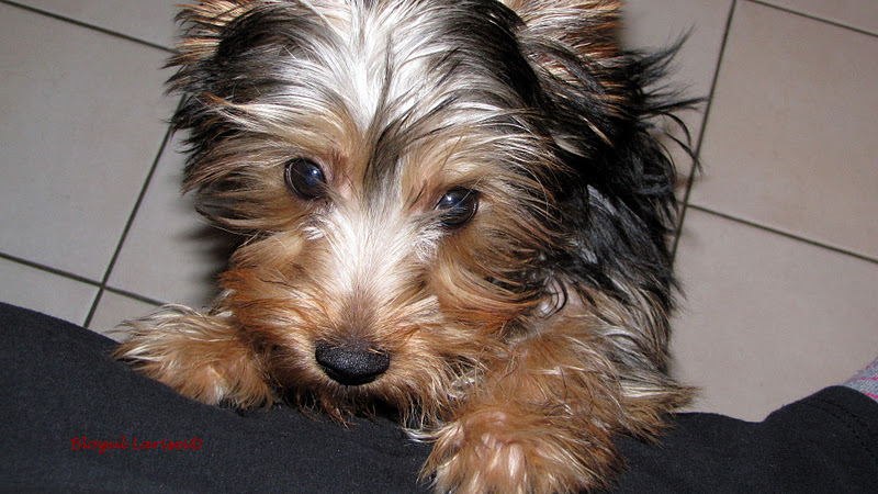 Jurnal de Decembrie - 4 luni in Franta - Blogul Larisei