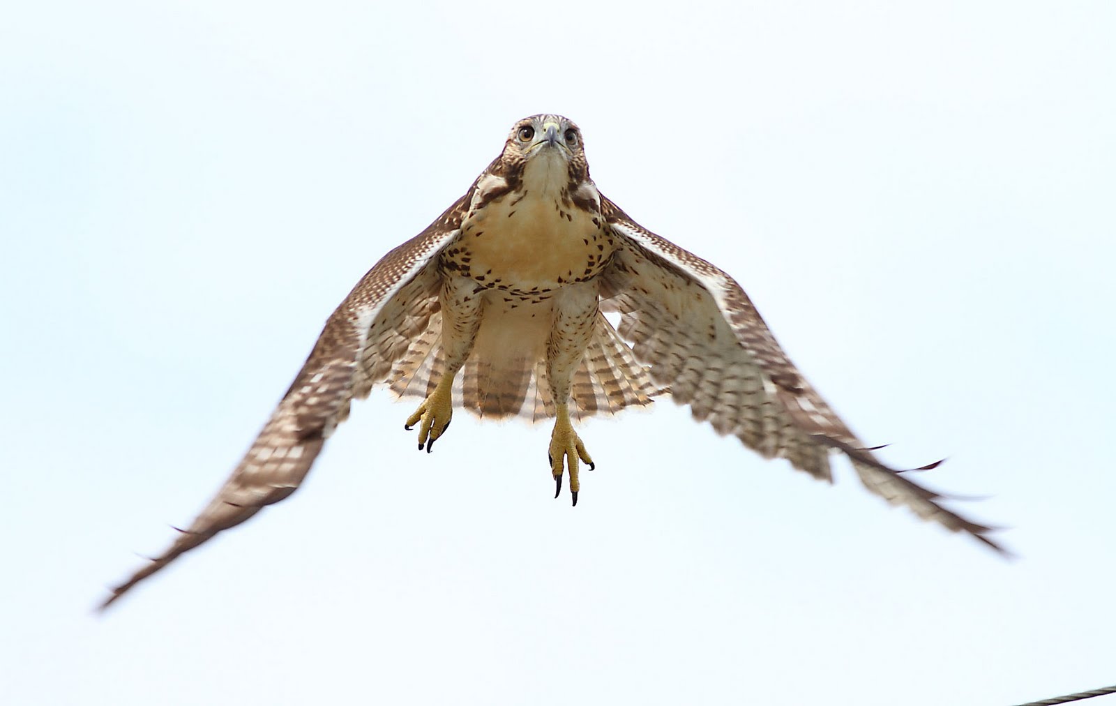 Red-Tailed Hawks of Wexford: Beautiful Red-Tailed Hawks Born May 2, 2011