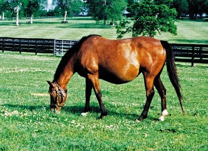 NC Horse Blog: Managing the Effects of Fescue Endophyte in Broodmares