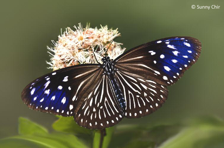 Butterflies of Singapore: Life History of the Striped Blue Crow